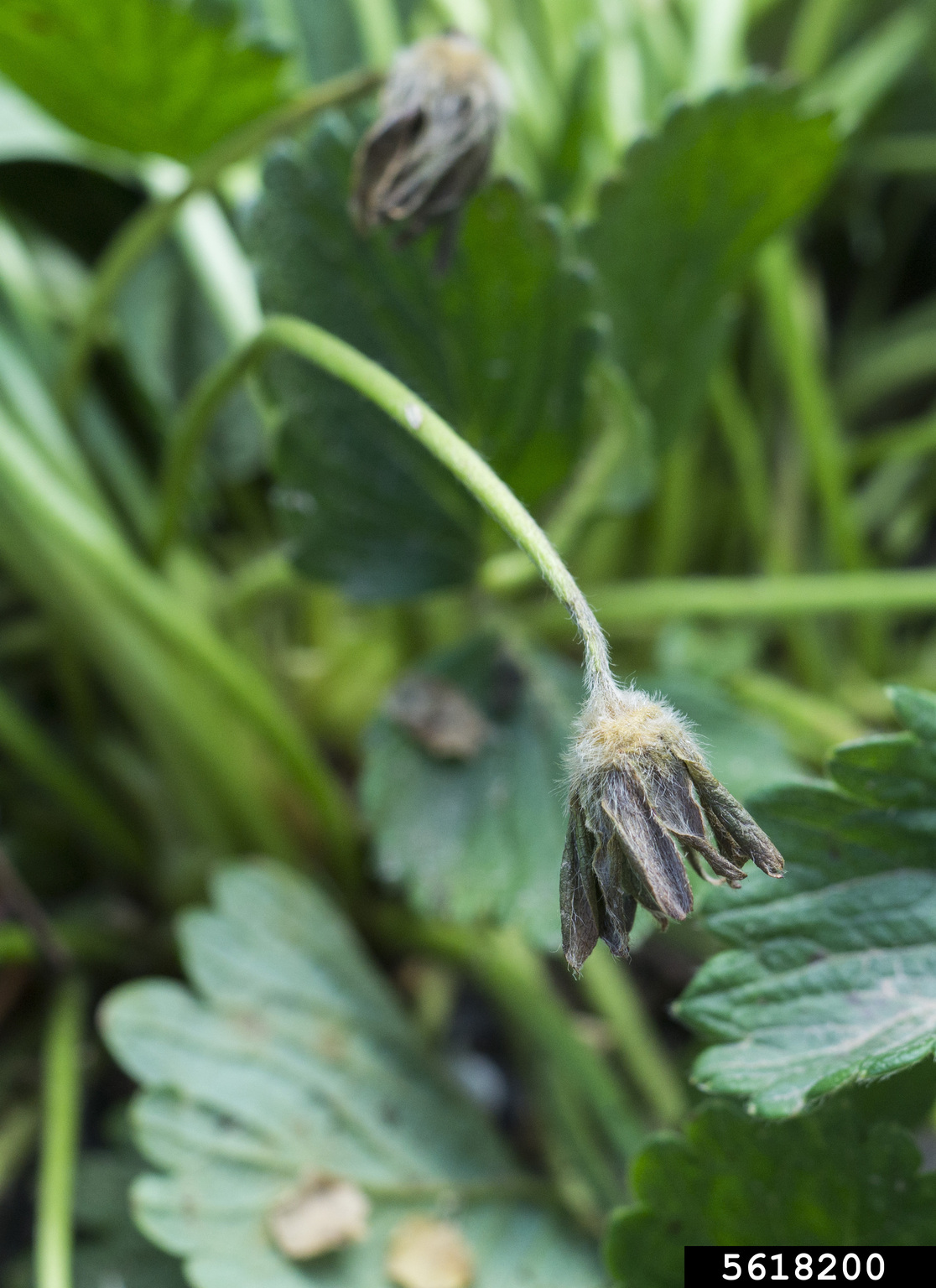 gray molds (Genus Botrytis)