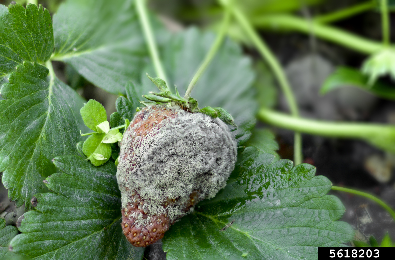 gray molds (Genus Botrytis)