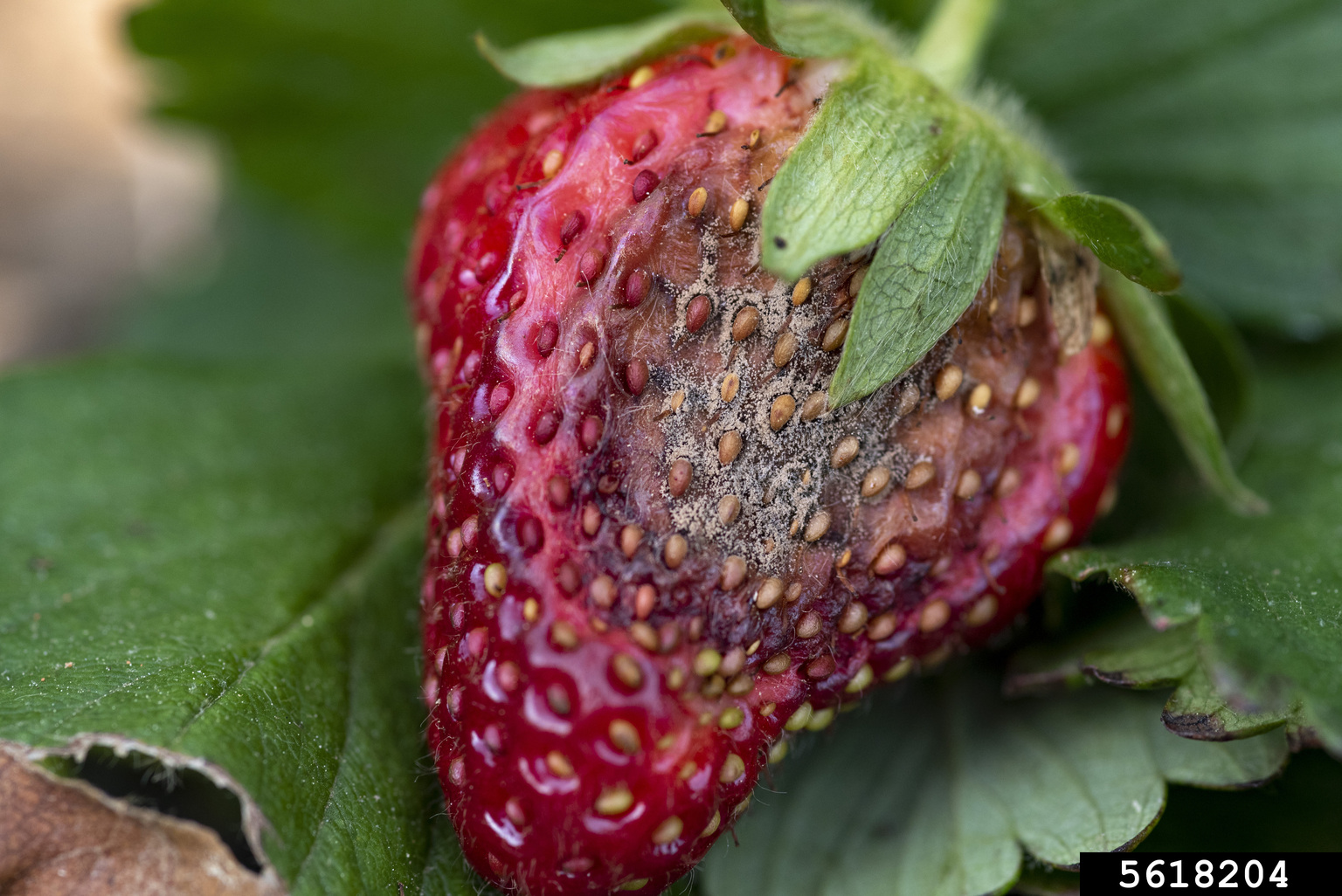 gray molds (Genus Botrytis)