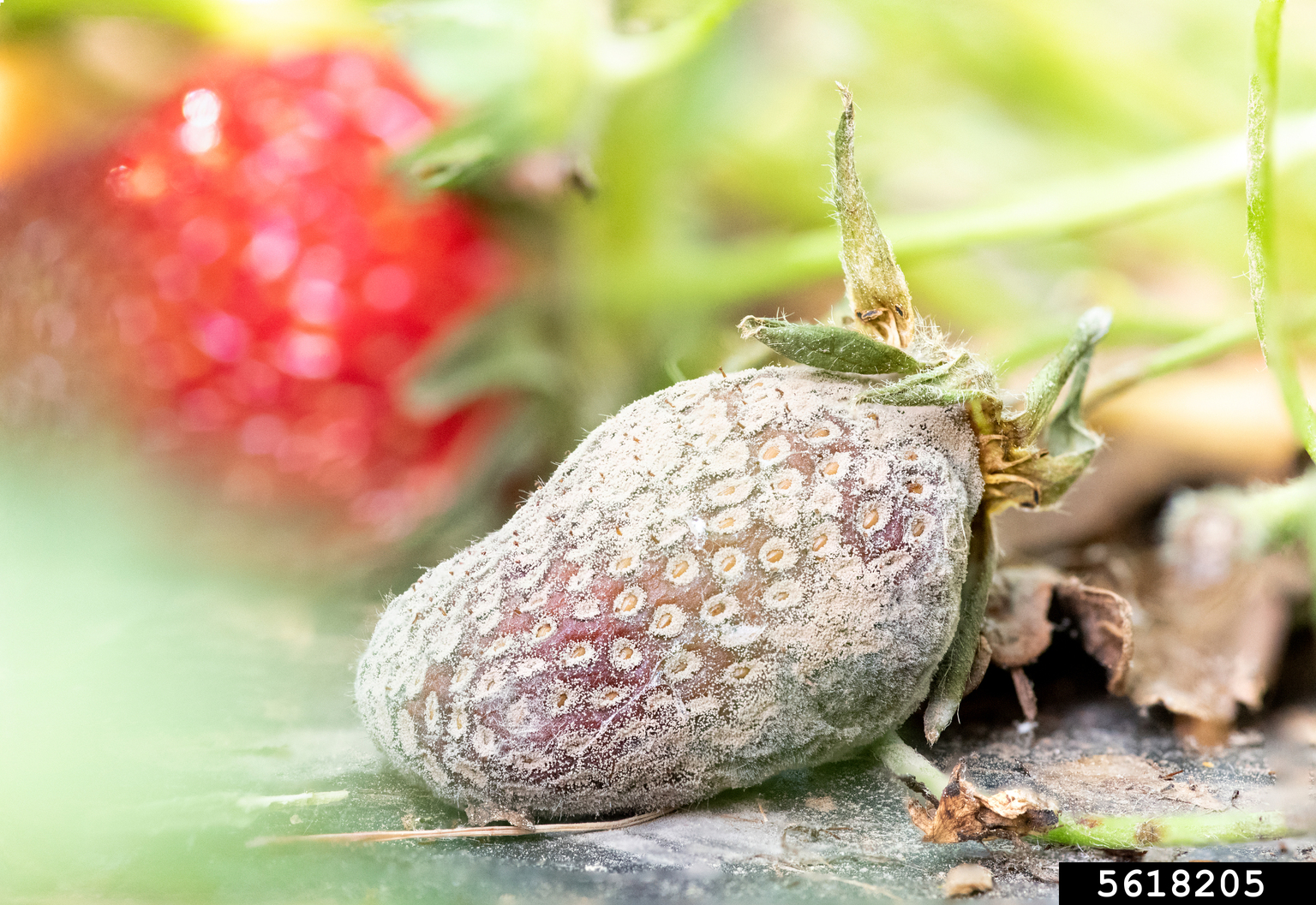 gray molds (Genus Botrytis)