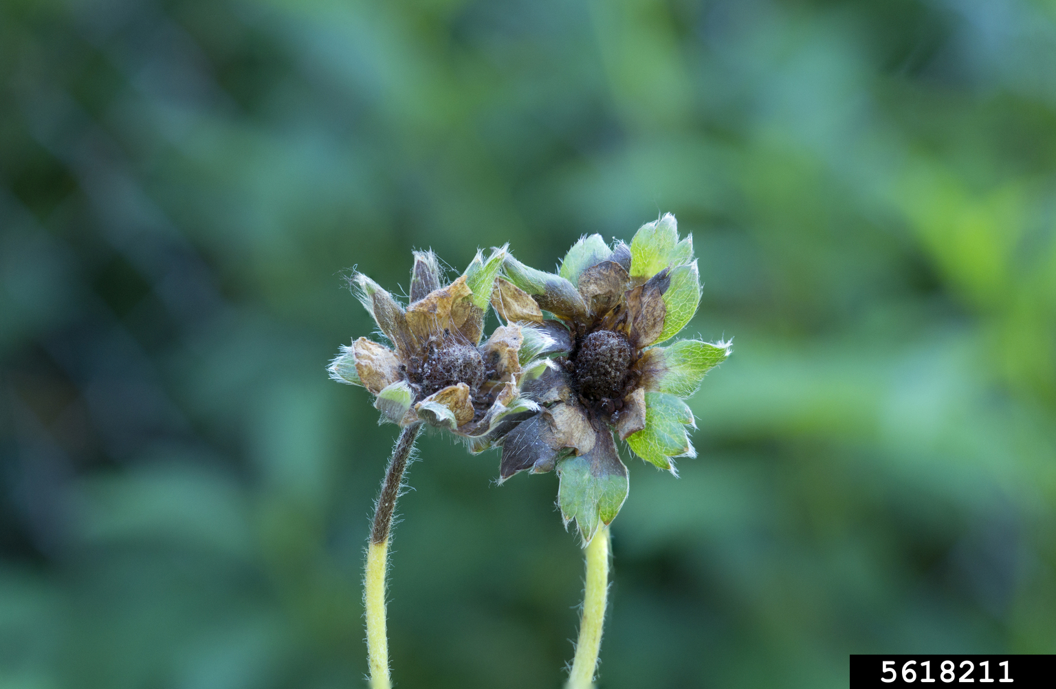gray molds (Genus Botrytis)
