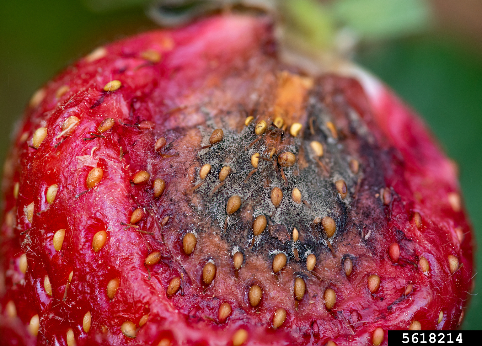 gray molds (Genus Botrytis)