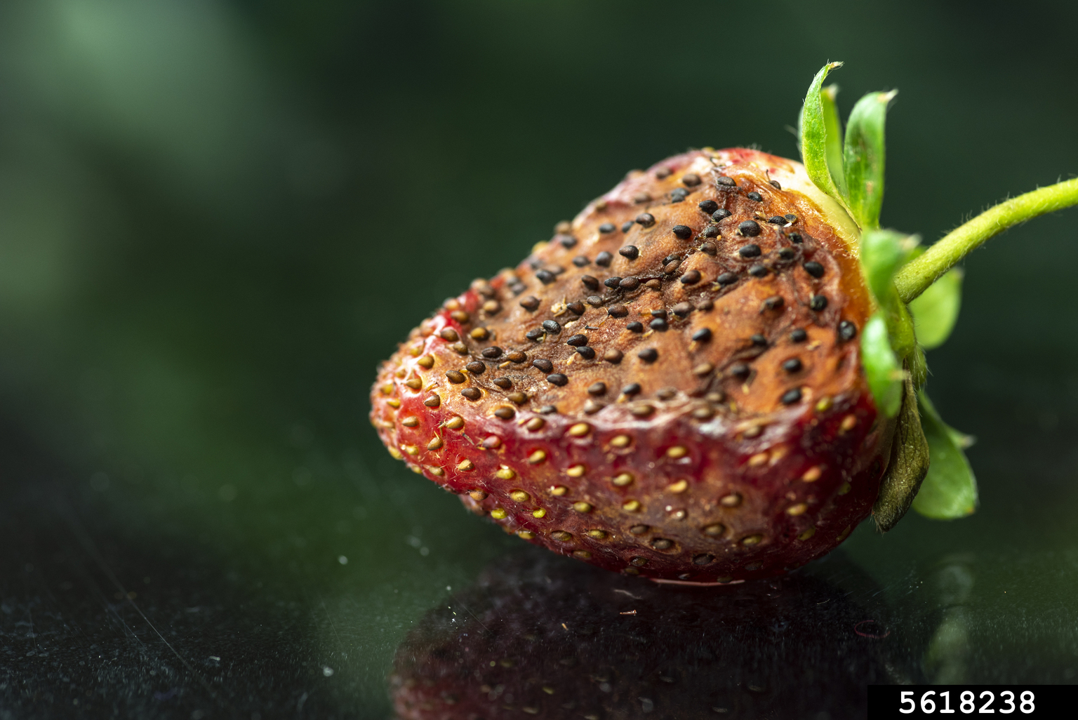 anthracnose (Genus Colletotrichum Corda)