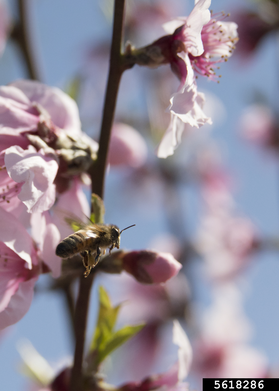 peach (Prunus persica (L.) Batsch)