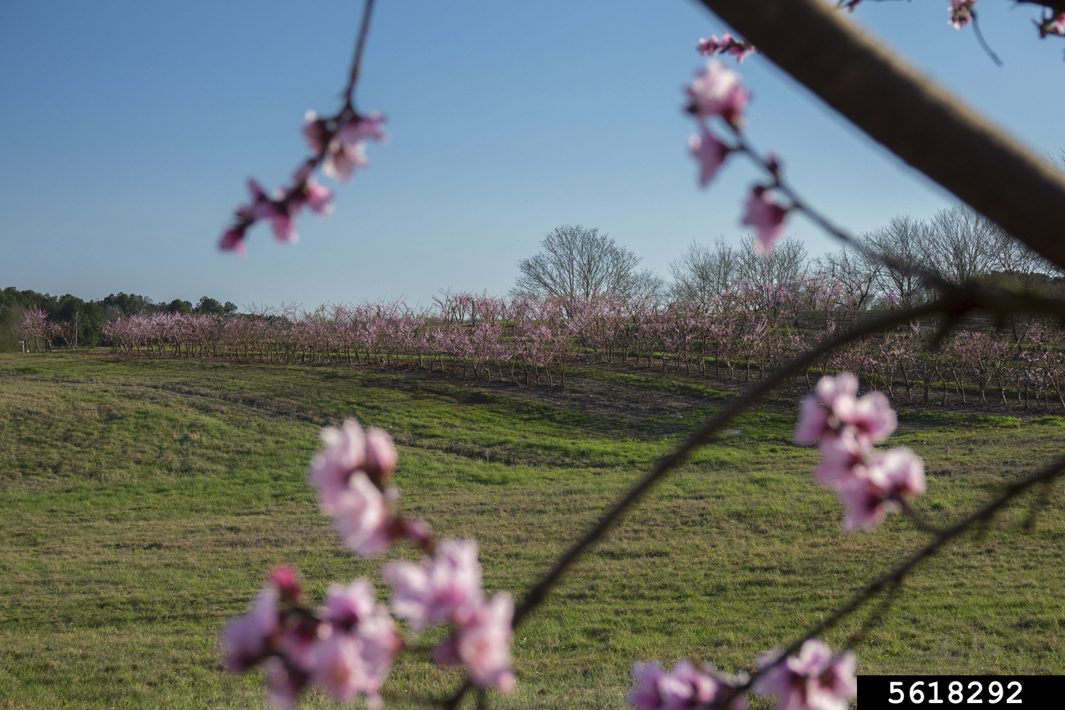 peach (Prunus persica (L.) Batsch)