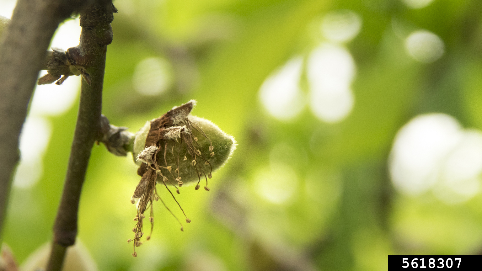 peach (Prunus persica)