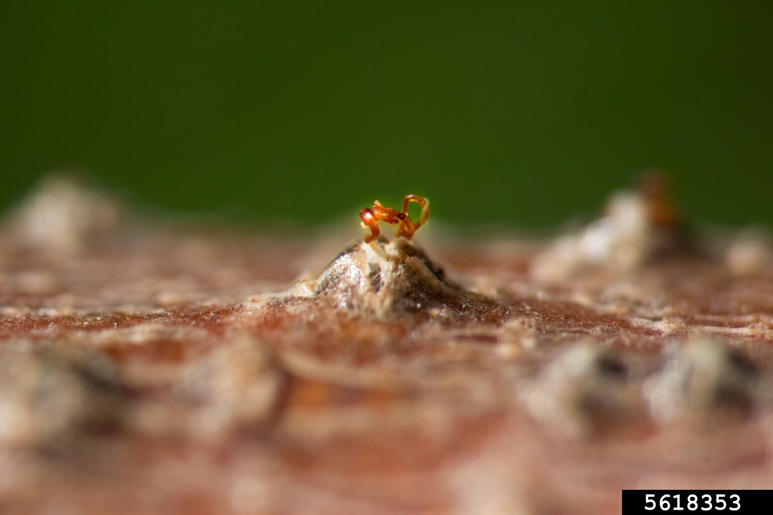 Cytospora cankers (Genus Cytospora Ehrenb.)