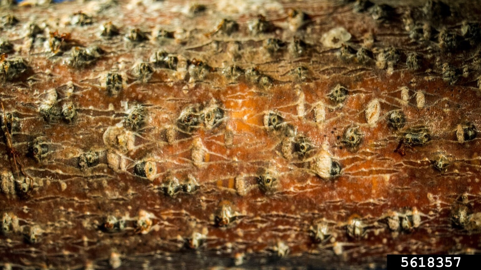 Cytospora cankers (Genus Cytospora Ehrenb.)