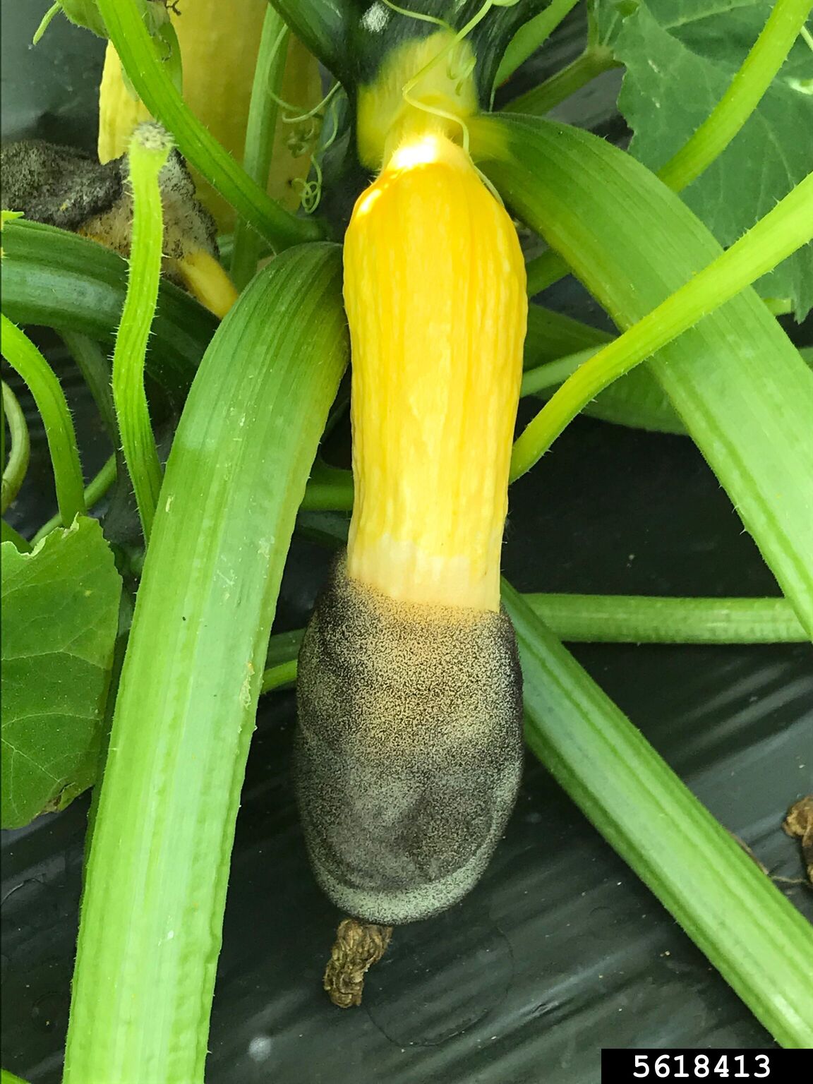 Choanephora fruit rot (Choanephora cucurbitarum (Berk. & Ravenel) Thaxt.)