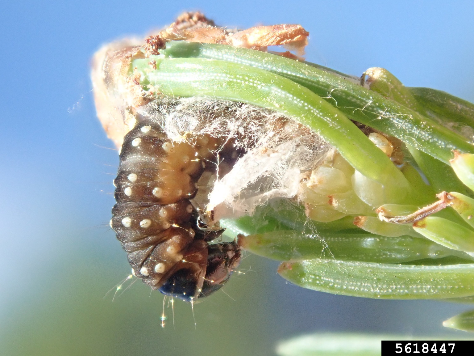 spruce budworm (Choristoneura fumiferana (Clemens, 1865))