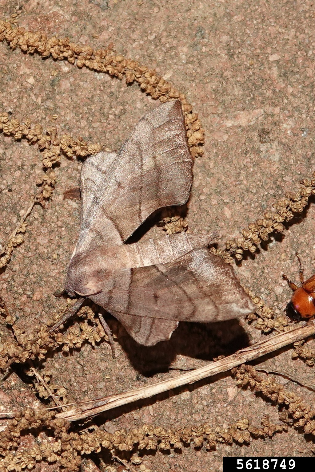 walnut sphinx moth (Amorpha juglandis (Smith))