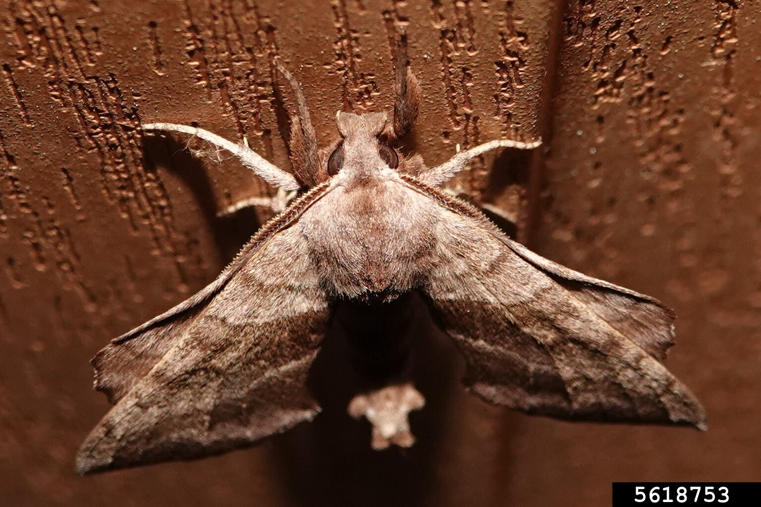 Walnut Sphinx Moth Amorpha Juglandis Smith