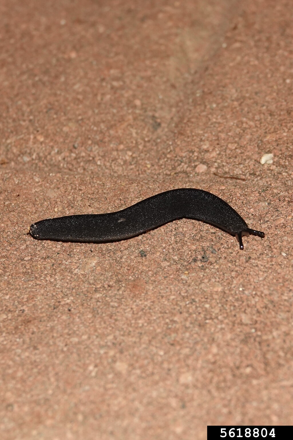 Paraguayan black velvet leatherleaf slug (Belocaulus angustipes ...