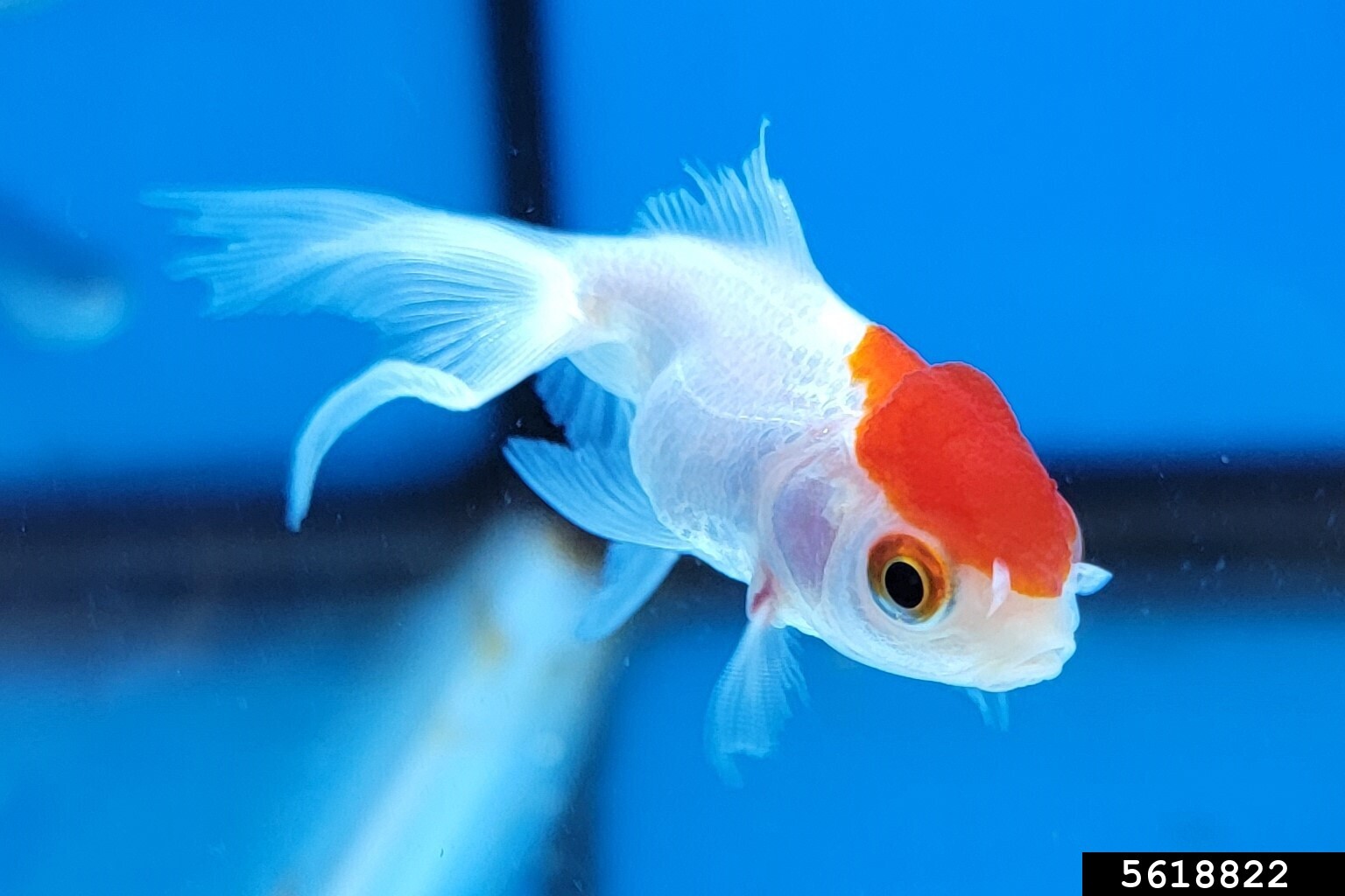 Goldfish Carassius Auratus