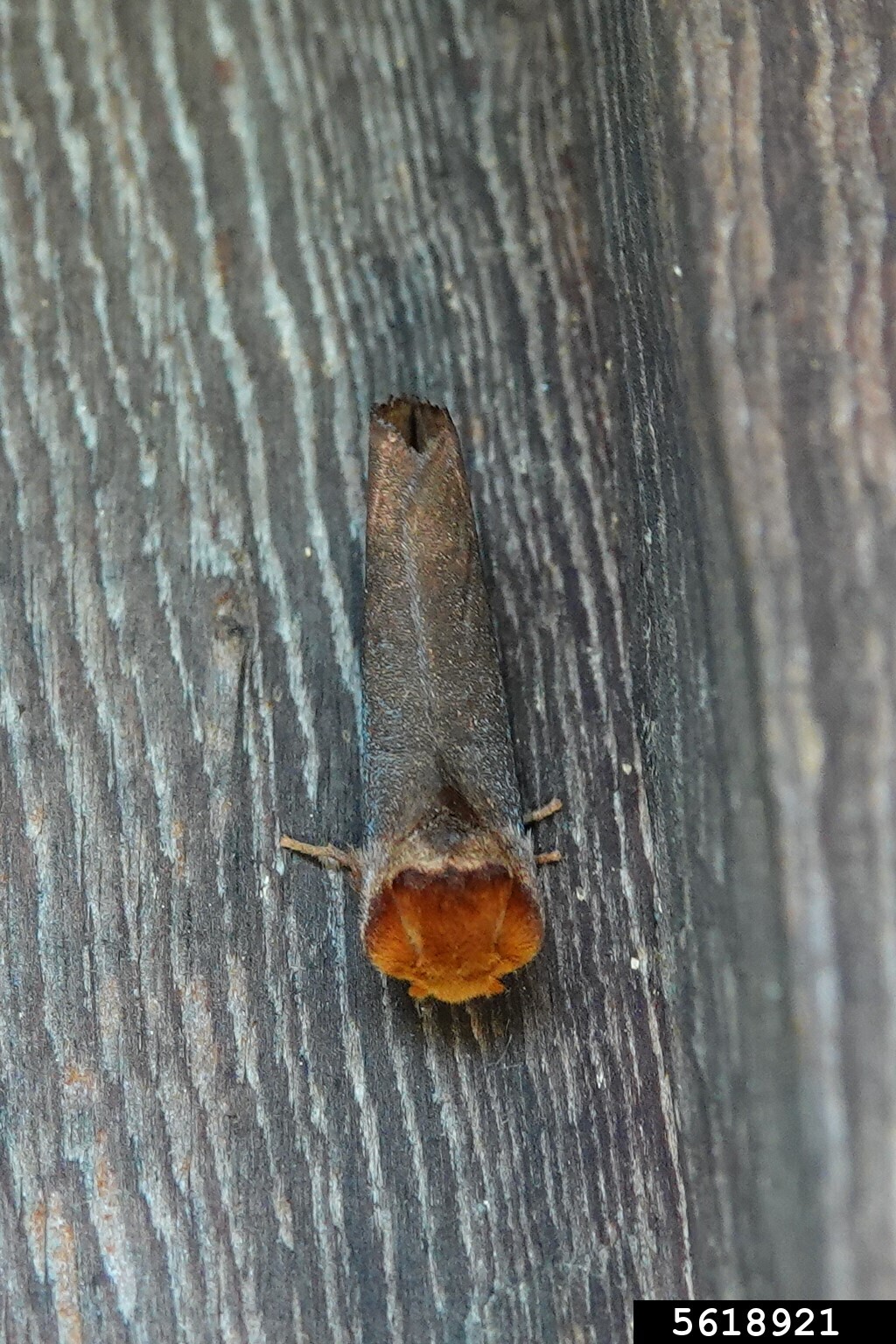 Notodontid moth (Genus Datana Walker, 1855)