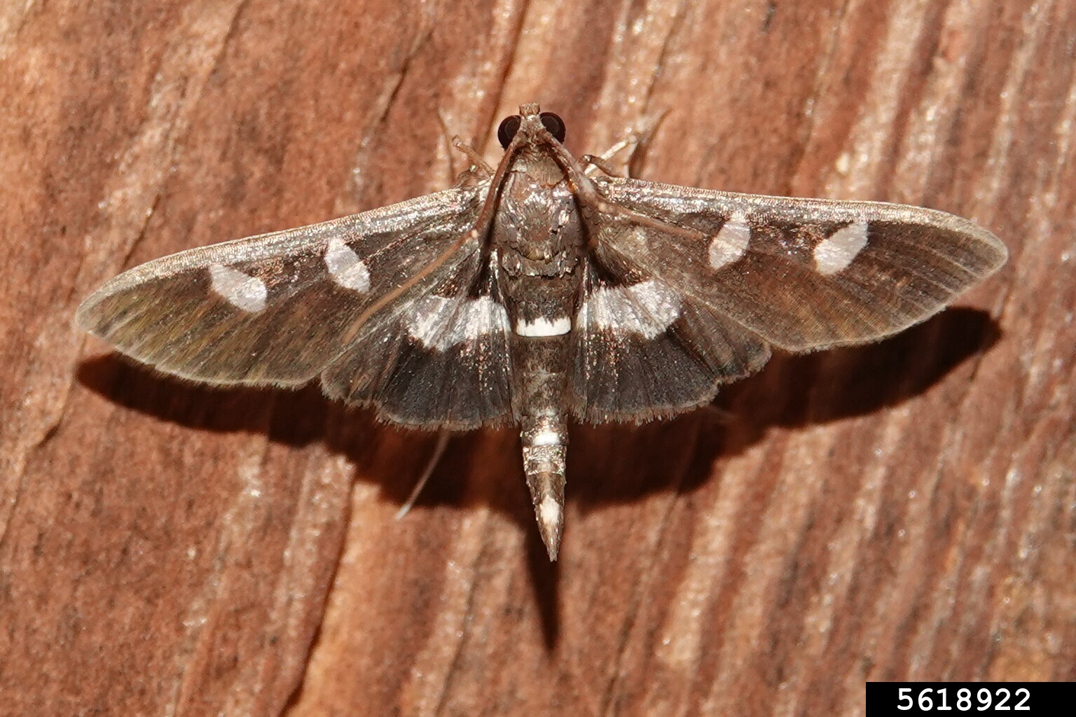 Genus Desmia Westwood, 1832