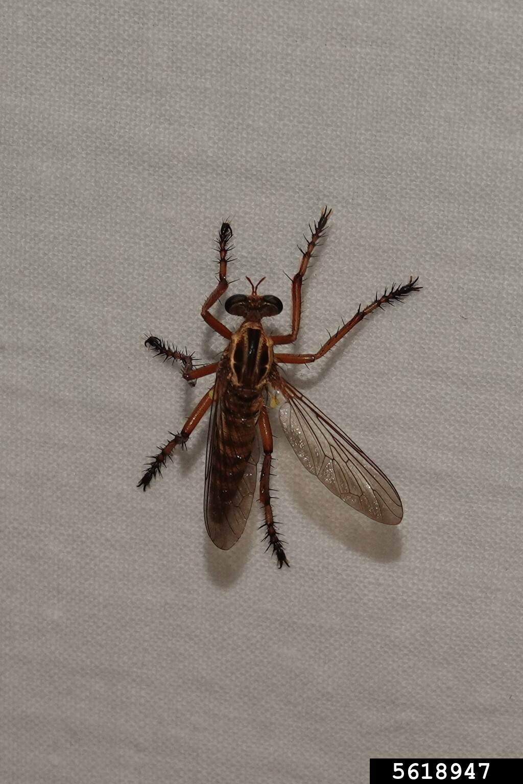 hanging thieves robber flies (Genus Diogmites Loew 1866)