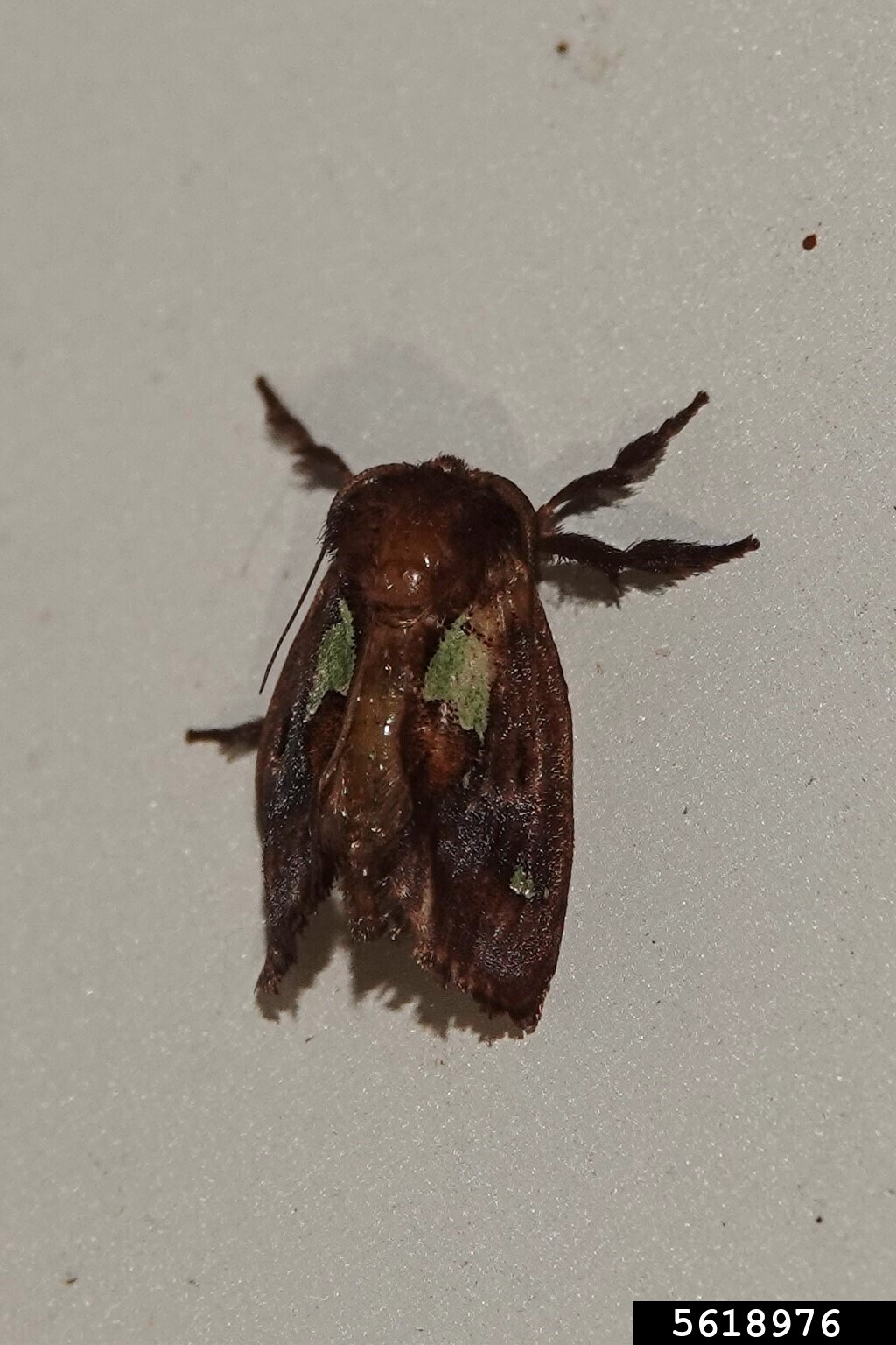 spiny oak slug (Euclea delphinii (Boisduval))