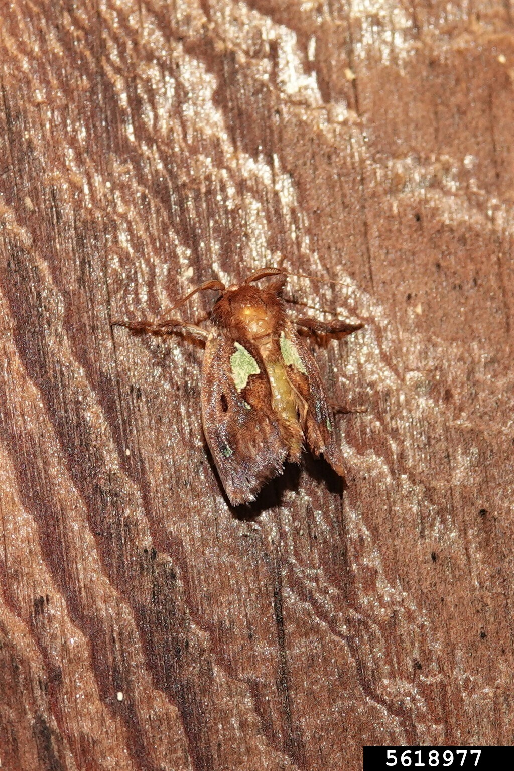 spiny oak slug (Euclea delphinii (Boisduval))
