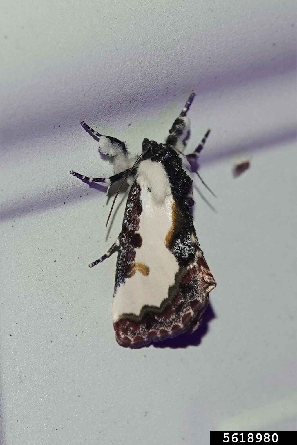dagger moths, cutworms (Eudryas unio (Hübner, 1831))