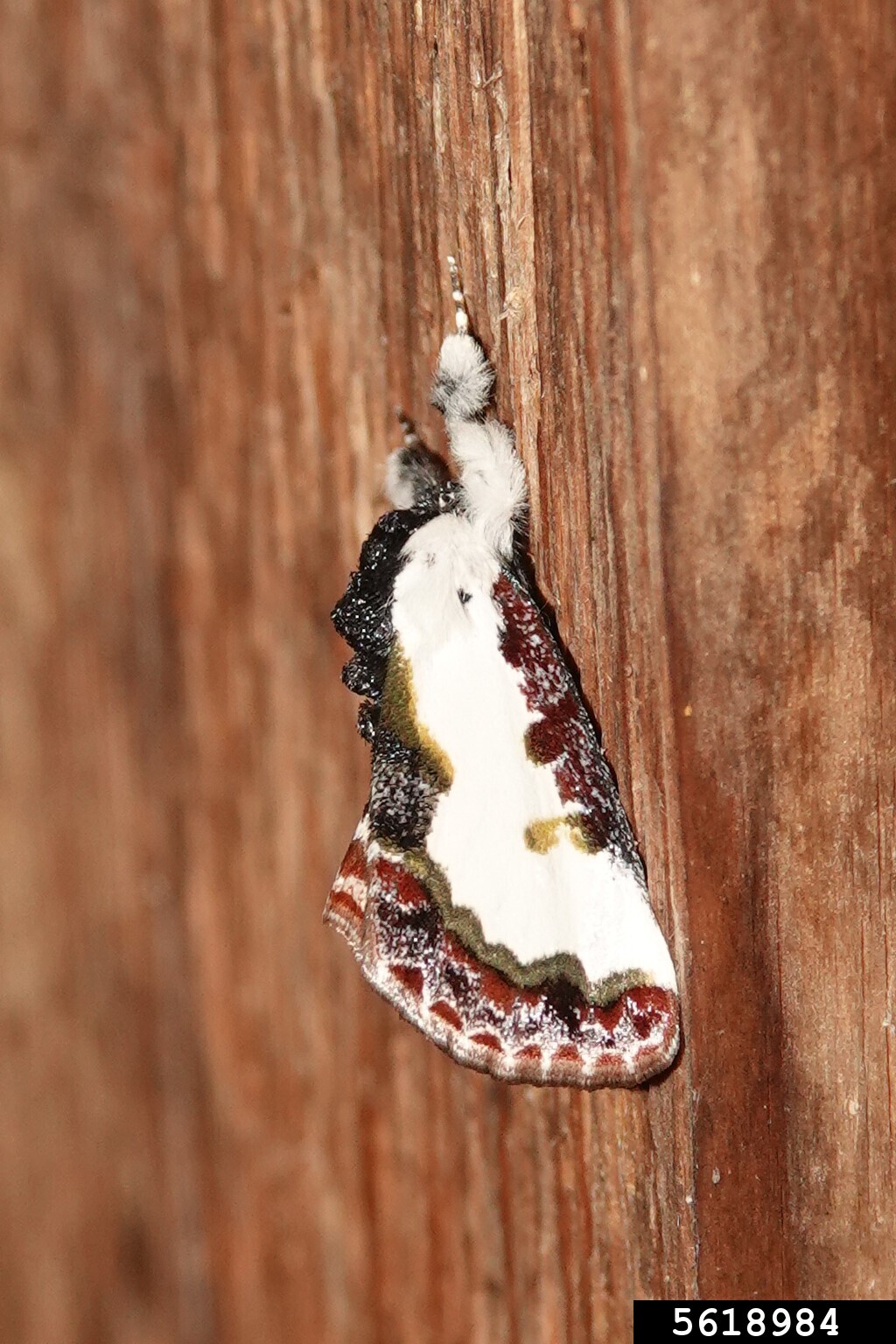 dagger moths, cutworms (Eudryas unio (Hübner, 1831))
