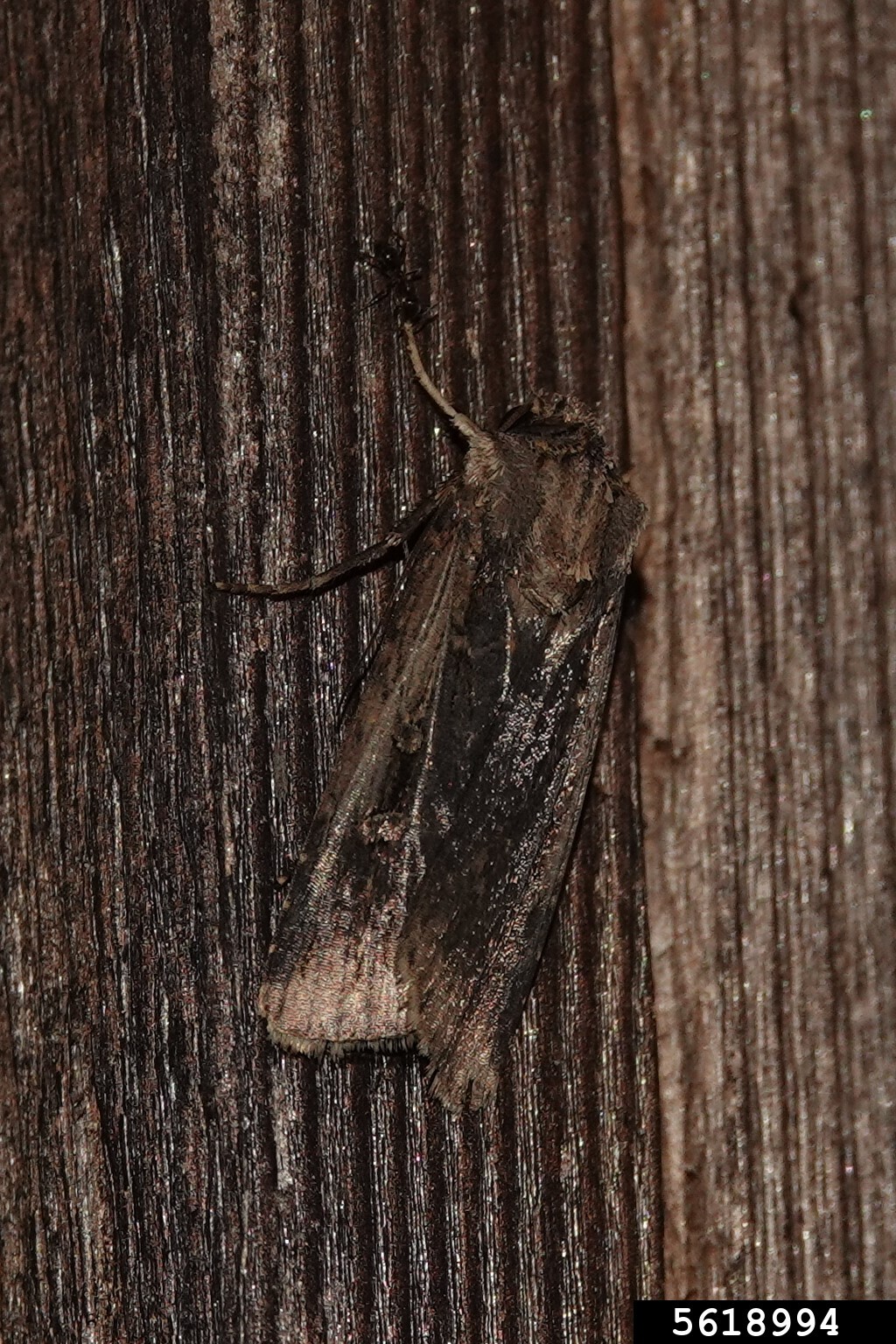 Subterranean Dart Moth (Feltia subterranea (Fabricius, 1794))