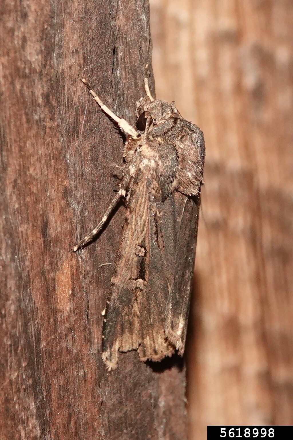 Subterranean Dart Moth (Feltia subterranea (Fabricius, 1794))