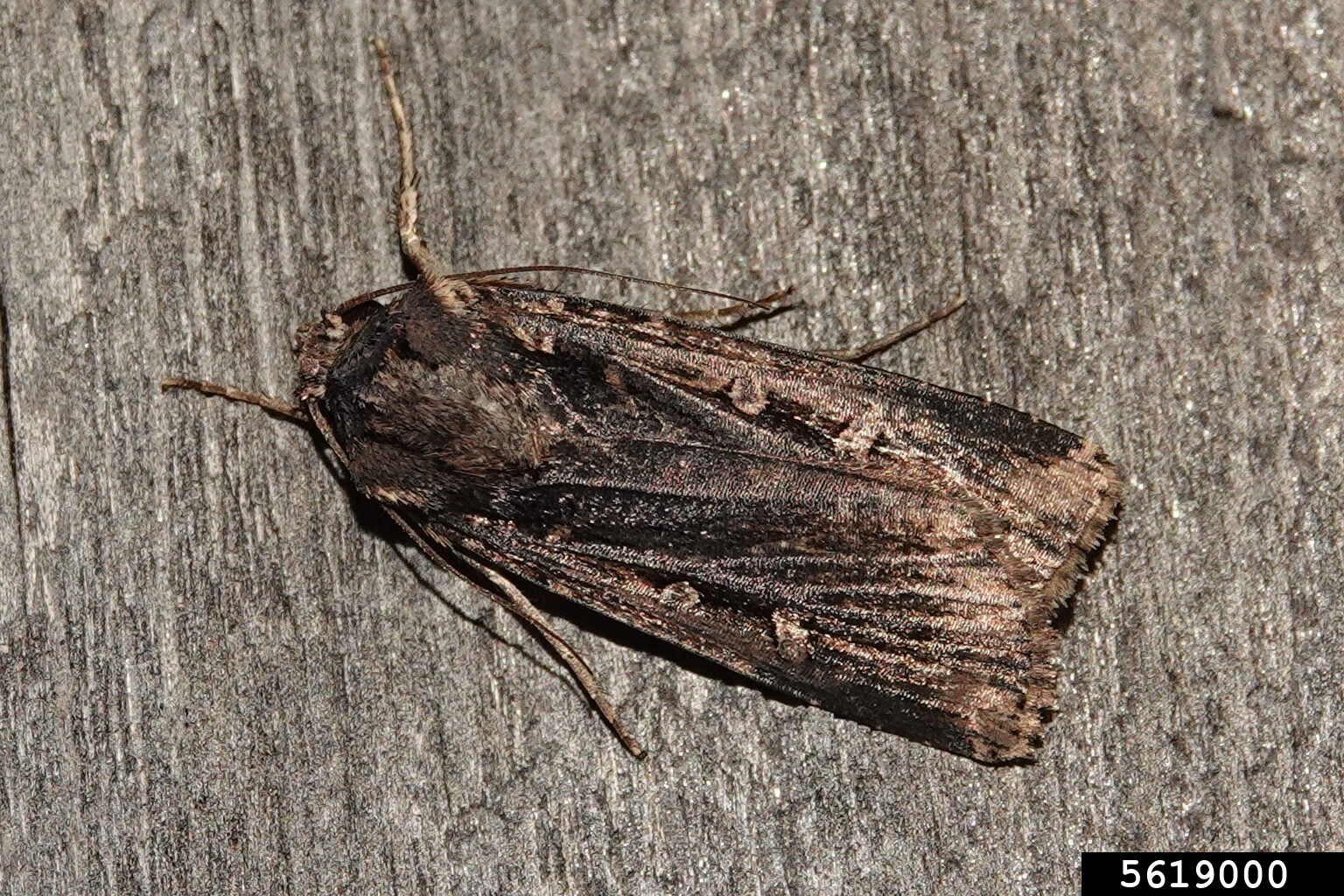 Subterranean Dart Moth (Feltia subterranea (Fabricius, 1794))