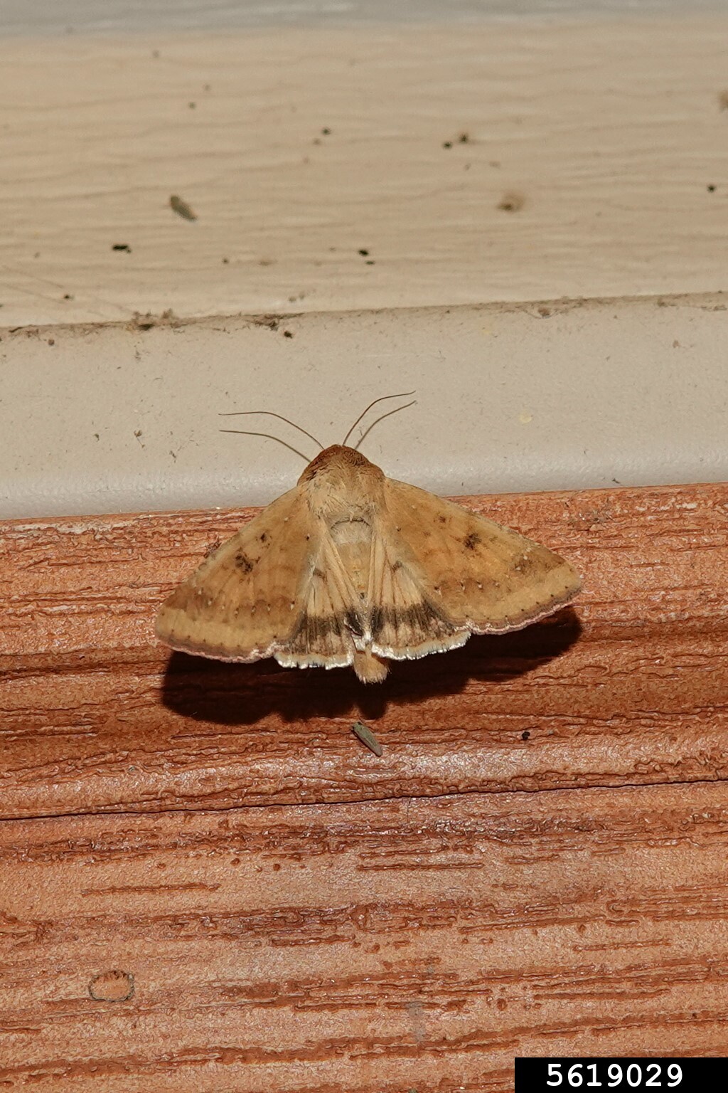 corn earworm, tomato fruitworm (Helicoverpa zea)
