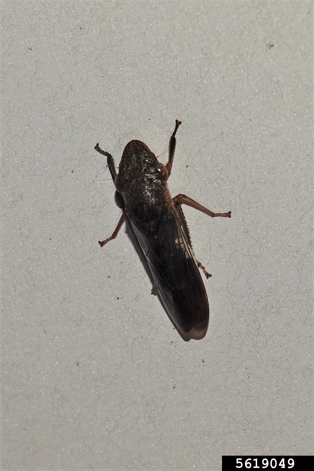 glassy-winged sharpshooter (Homalodisca vitripennis (Germar, 1821))