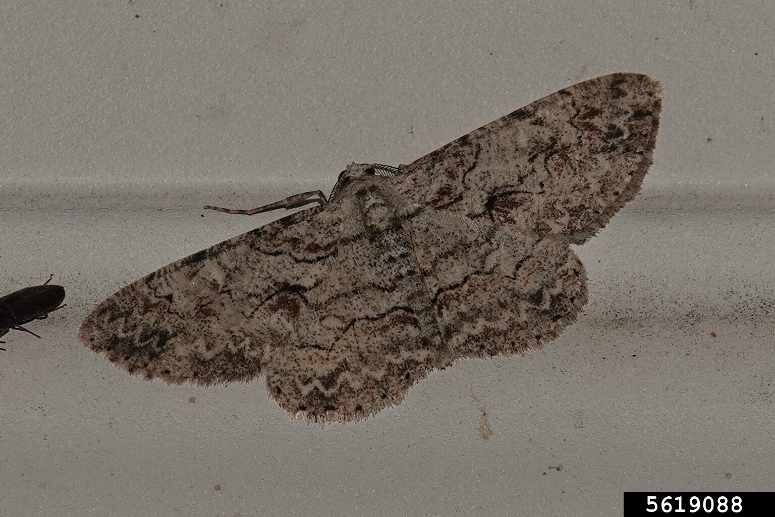 brown-shaded gray moth (Iridopsis defectaria (Guenée in Boisduval and ...