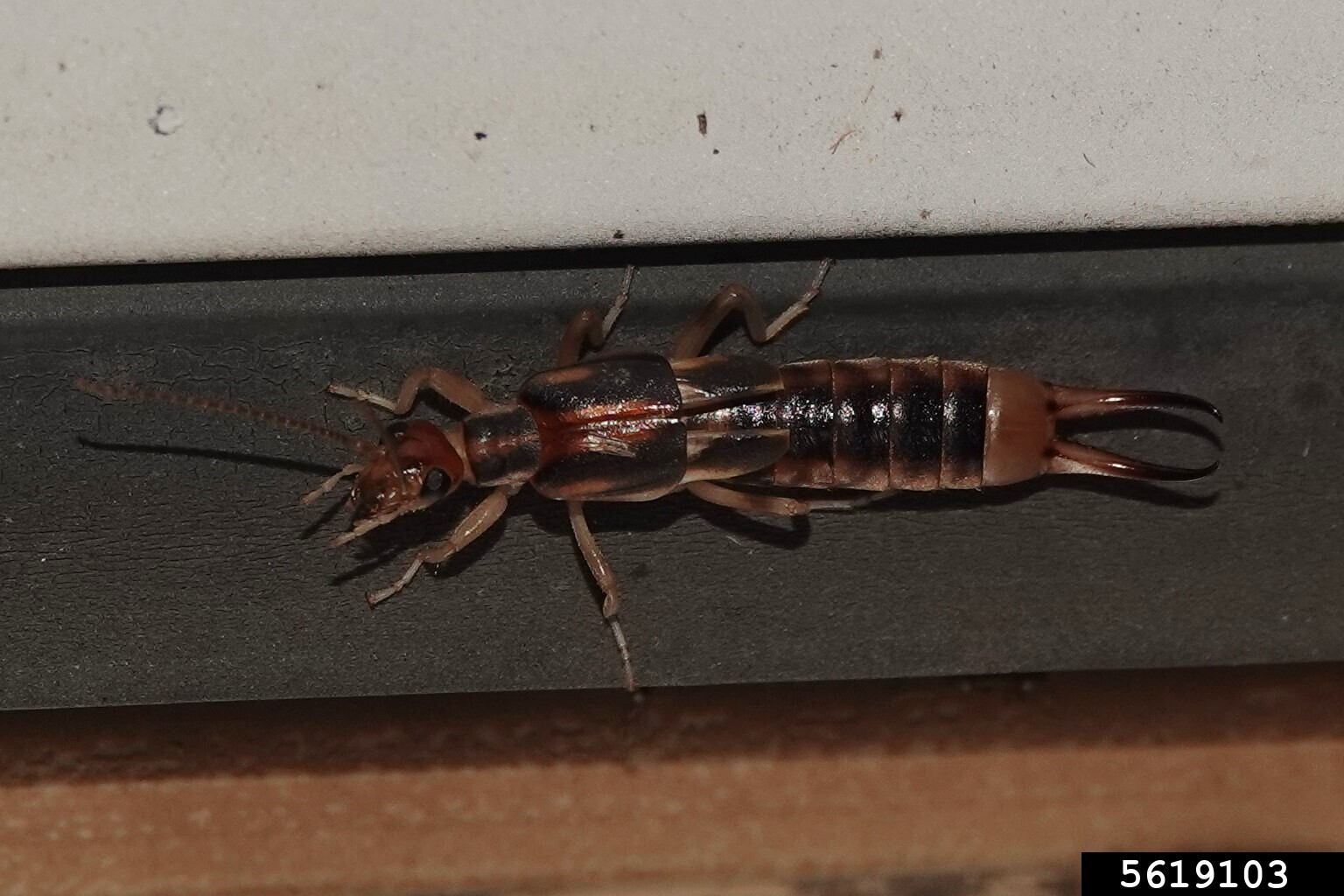 striped earwig (Labidura riparia)
