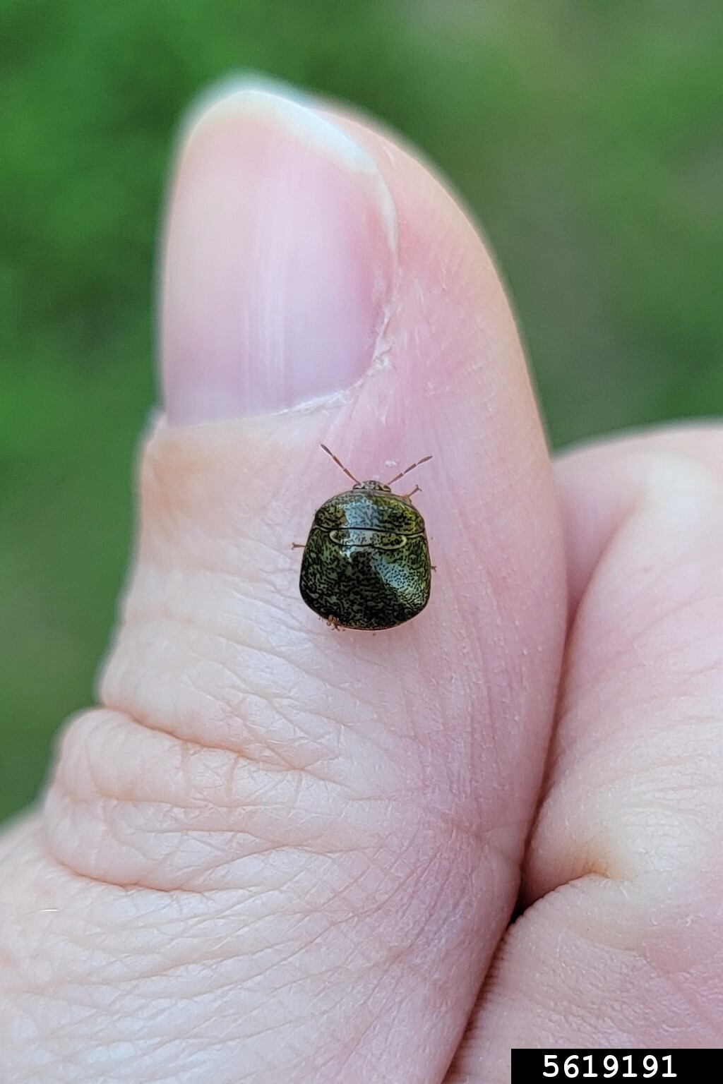 kudzu bug, Megacopta cribraria (Hemiptera: Plataspidae) - 5619191