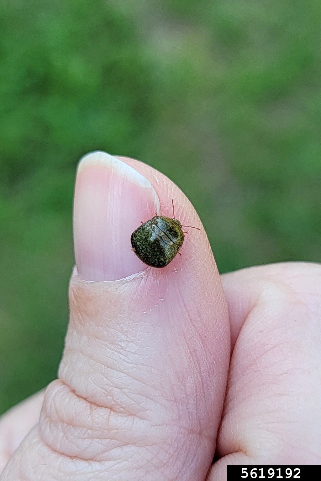 kudzu bug, Megacopta cribraria (Hemiptera: Plataspidae) - 5619192
