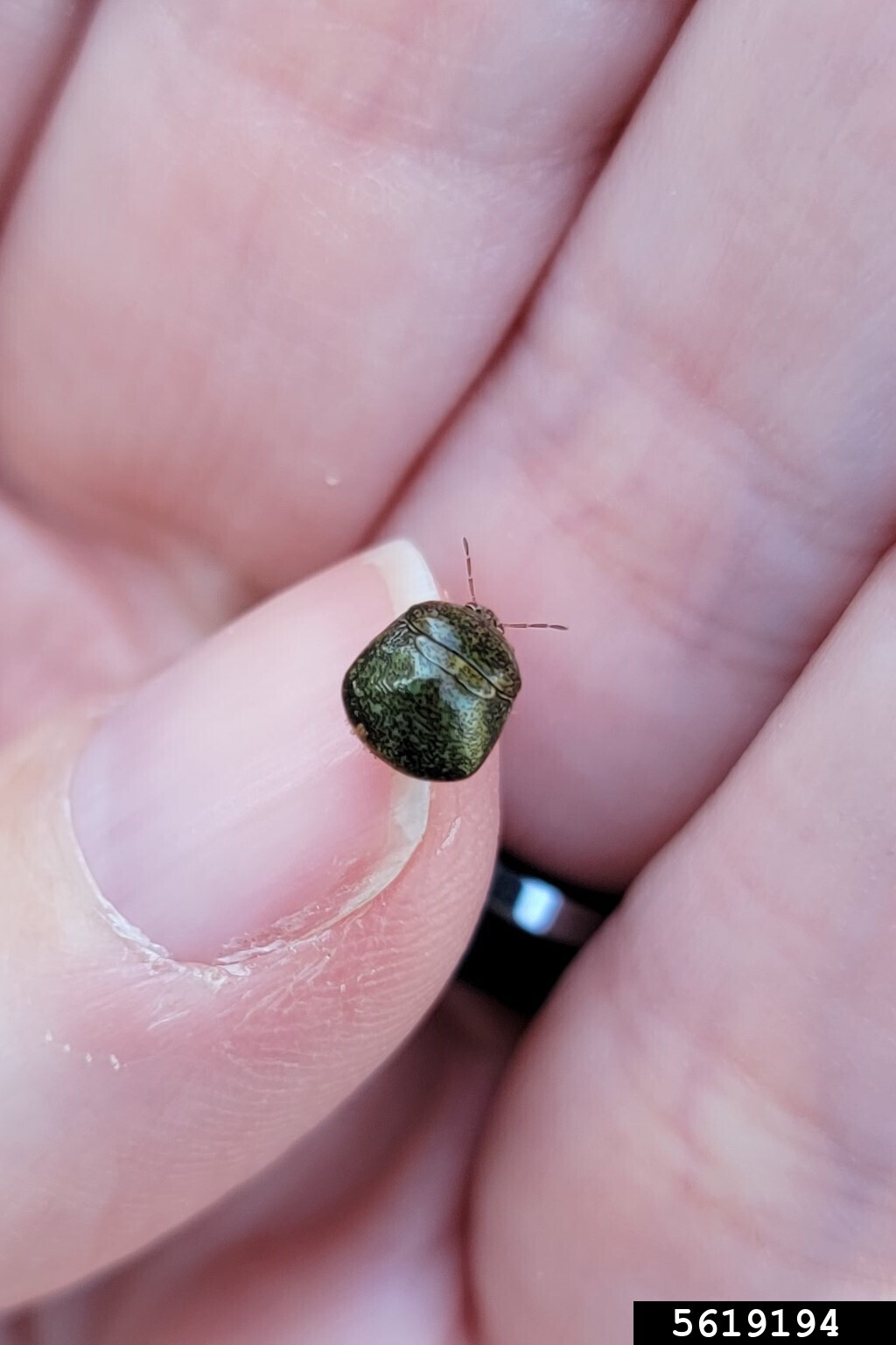 kudzu bug (Megacopta cribraria (Fabricius))