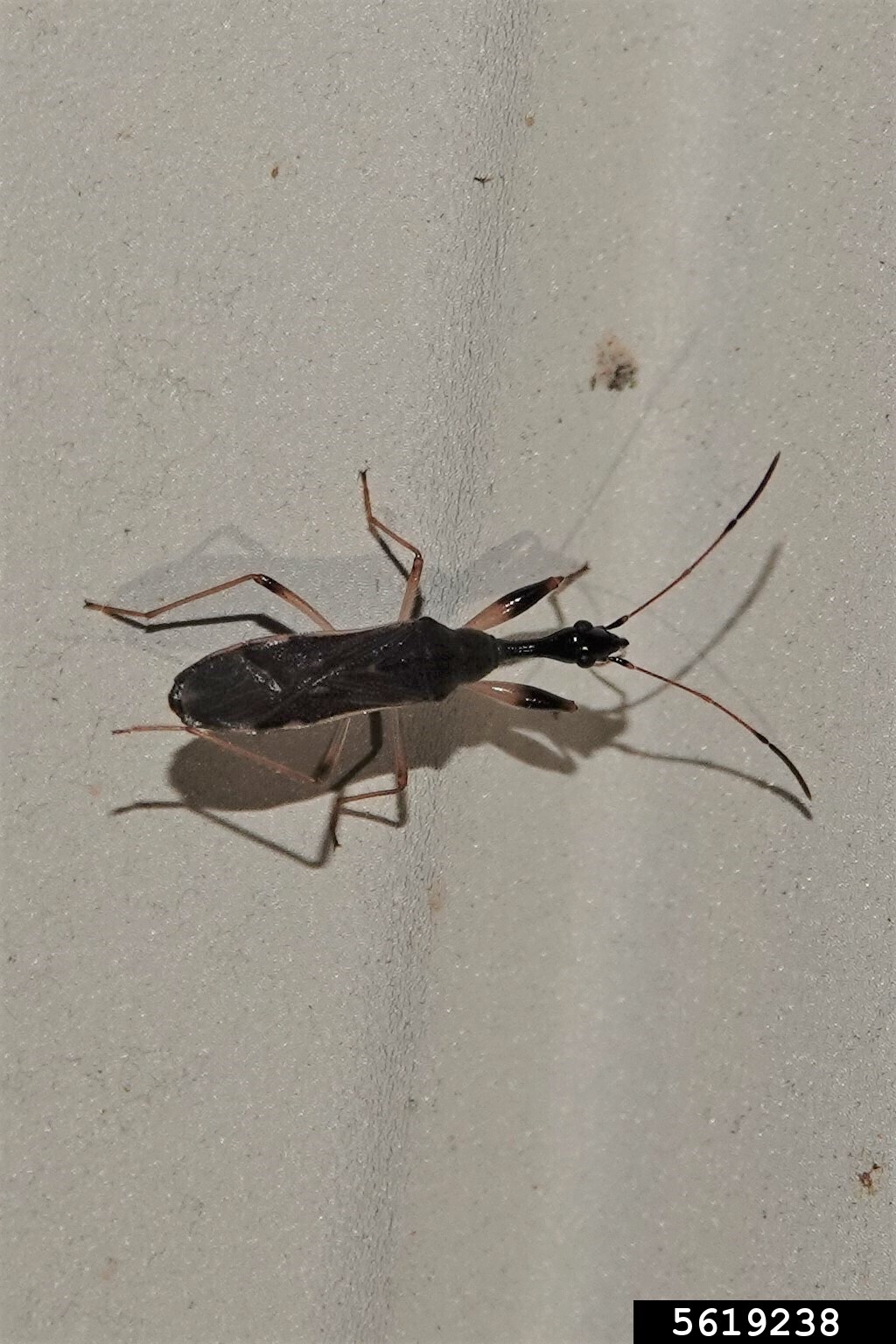 seed bug (Myodocha serripes Olivier, 1811)