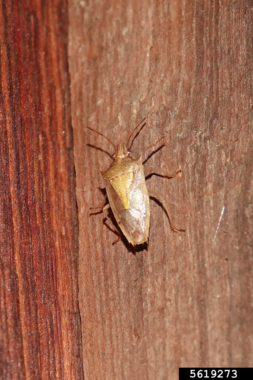 rice stink bug (Oebalus pugnax (Fabricius))