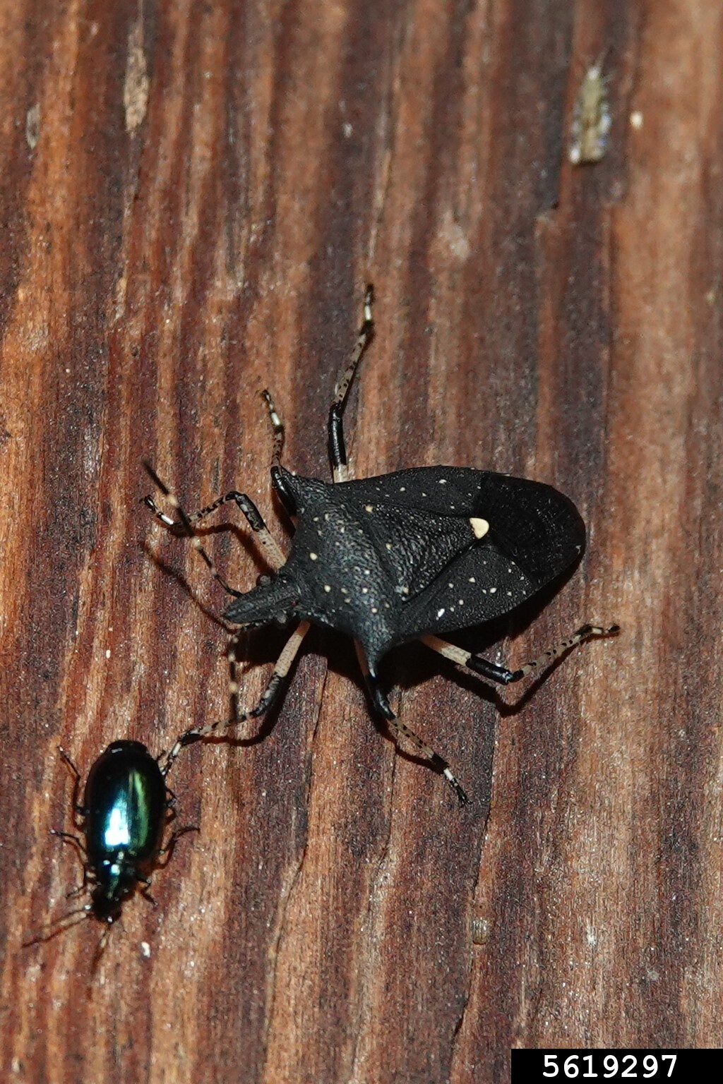 black stink bug (Proxys punctulatus)