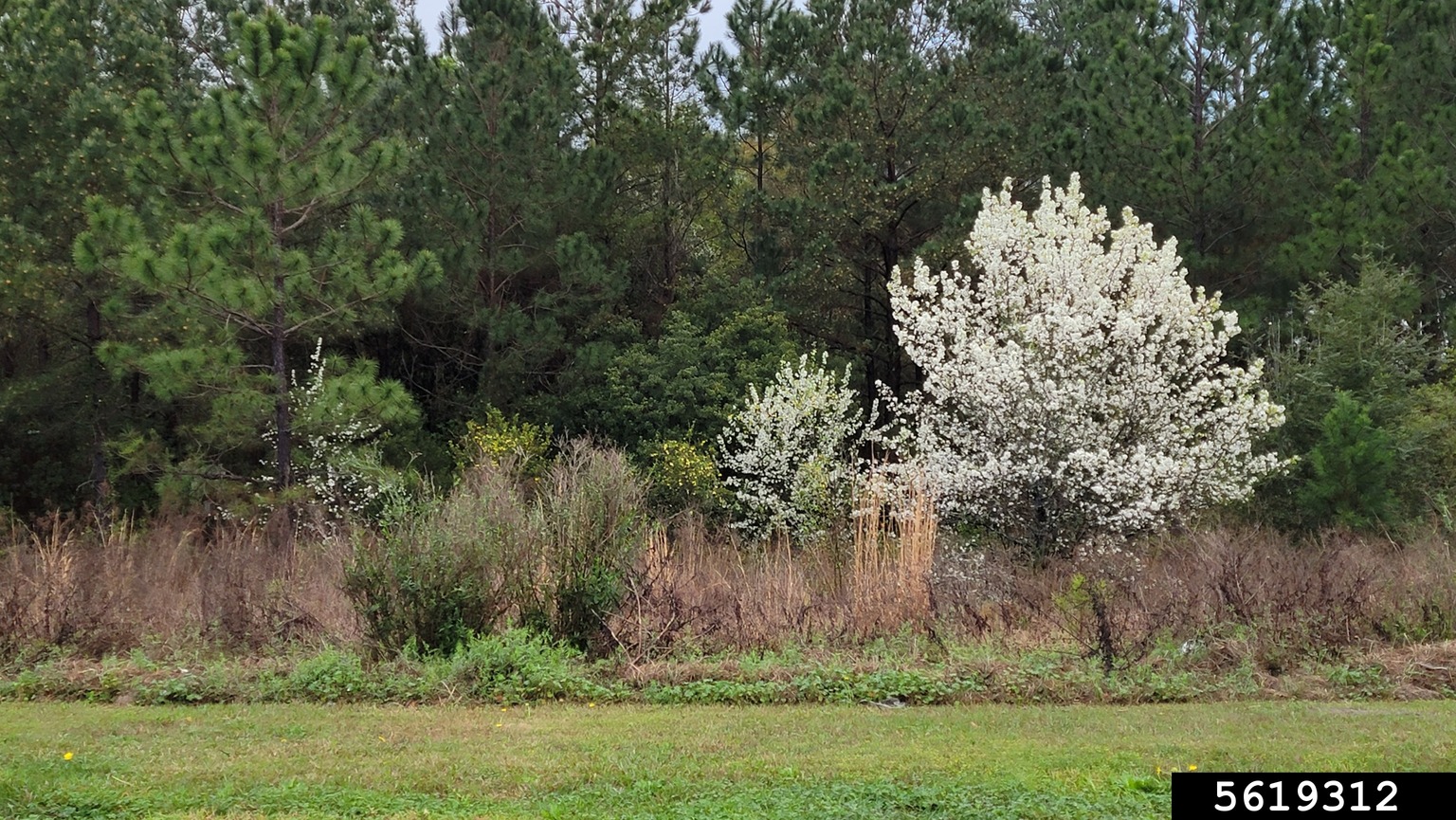 Callery pear (Bradford pear) (Pyrus calleryana)