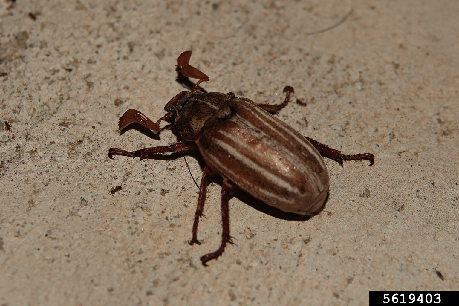 lined June beetle (Polyphylla occidentalis)