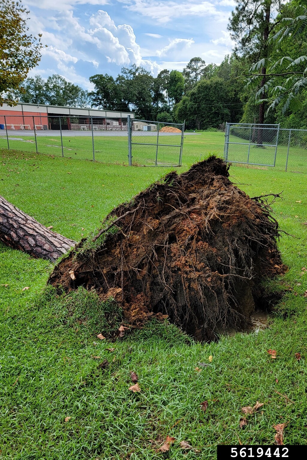 root lifting, soil heaving, and windthrow