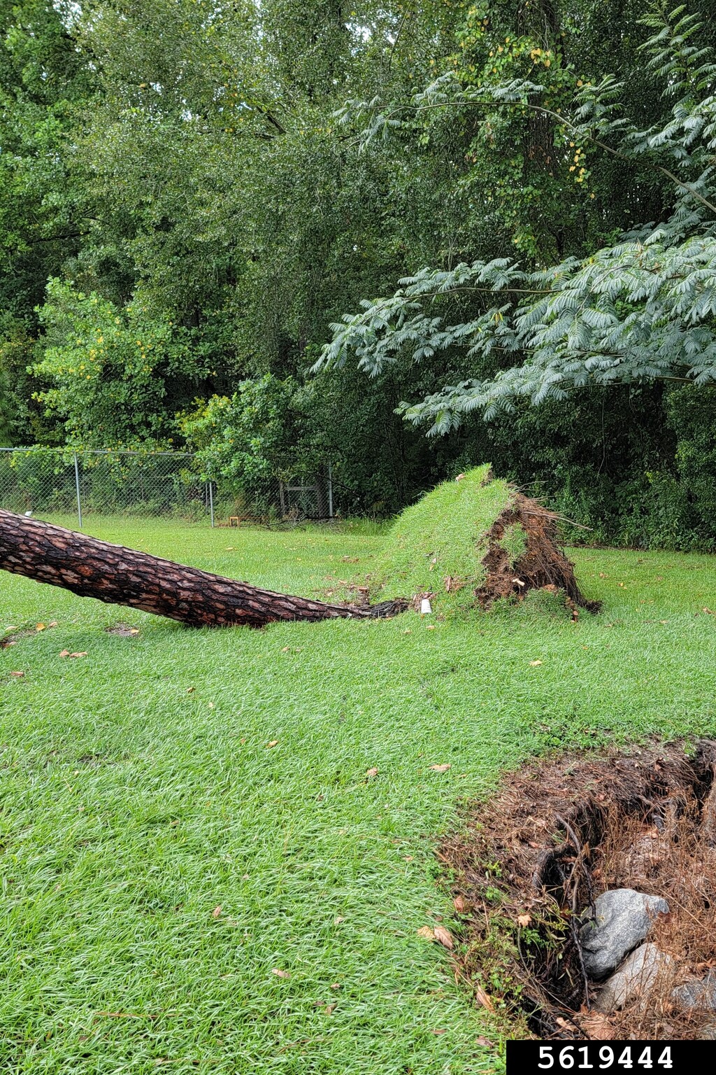 root lifting, soil heaving, and windthrow