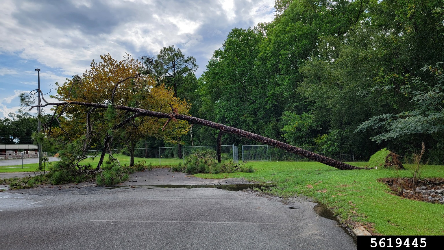 root lifting, soil heaving, and windthrow