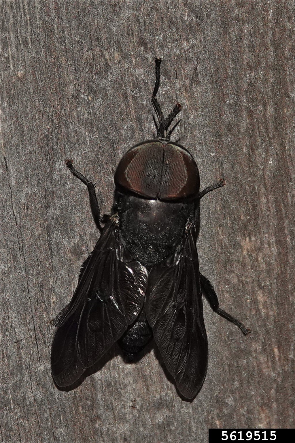 black horse fly (Tabanus atratus Fabricius, 1775)