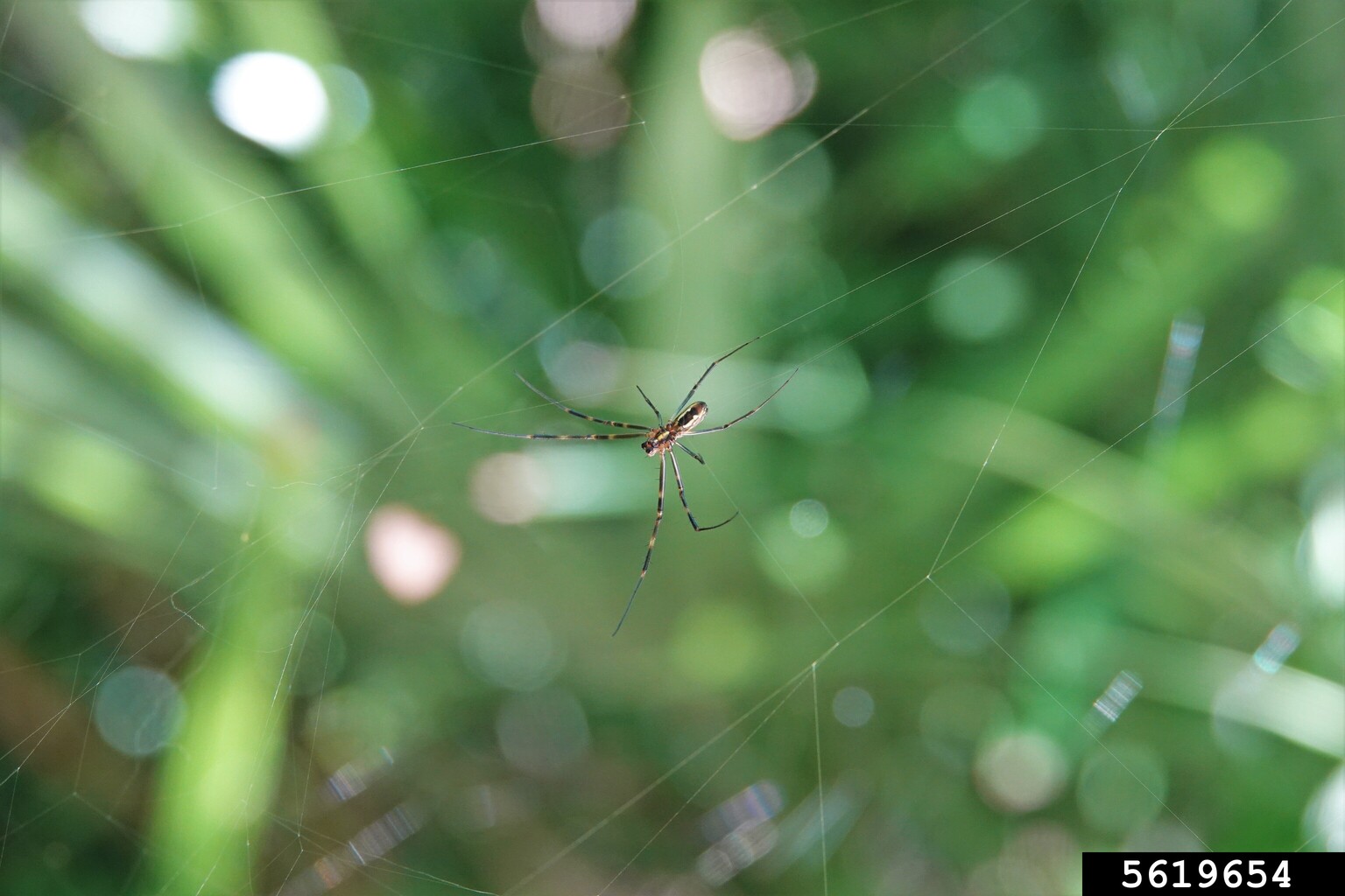 Joro spider (Trichonephila clavata (L. Koch, 1878))