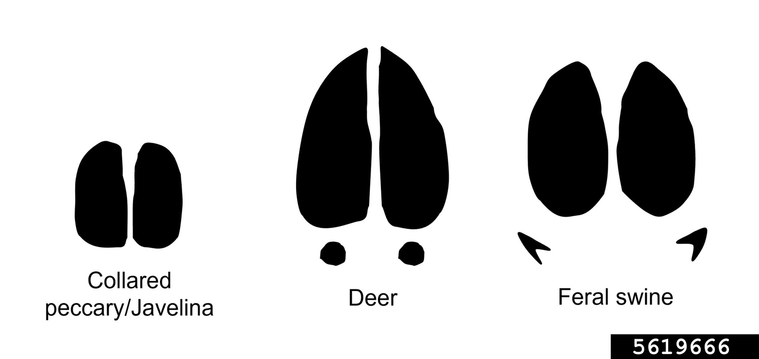 pig (feral), wild boar at large (Sus scrofa (feral type) Linnaeus)
