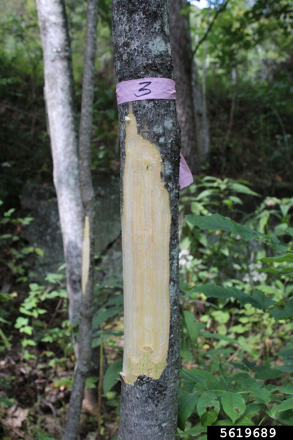 Verticillium wilt (Verticillium dahliae Klebahn)