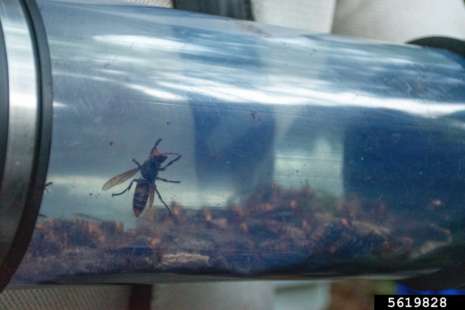 northern giant hornet (formerly Asian giant hornet) (Vespa mandarinia)