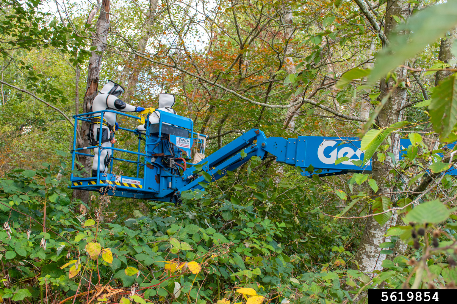 northern giant hornet (formerly Asian giant hornet) (Vespa mandarinia)