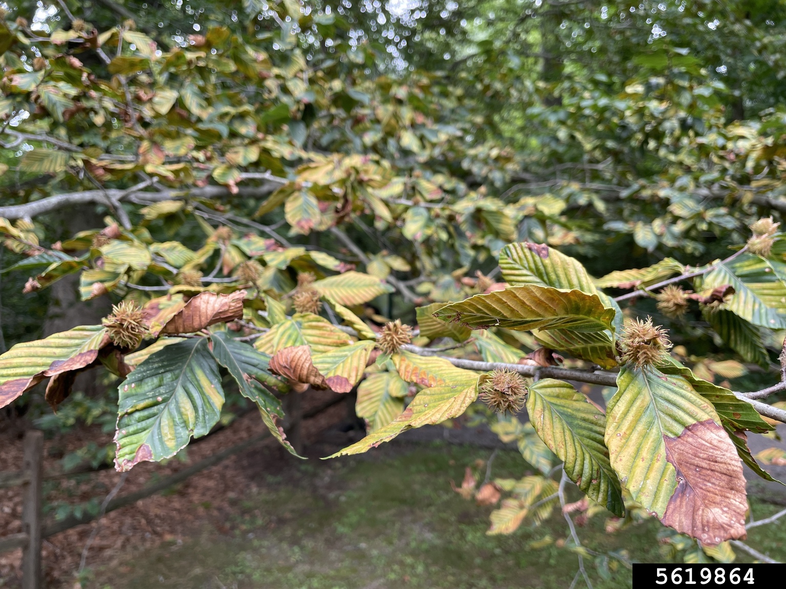 beech leaf disease (Litylenchus crenatae mccannii Carta, 2020)